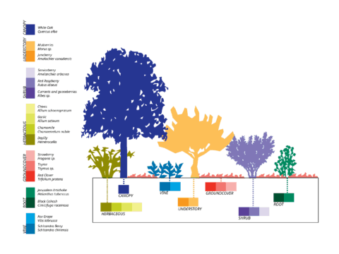 Permaculture: The Best Farming System to Feed the World - Dr. Axe