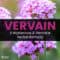 Vervain: 5 Health Benefits of a Mystical Herbal Remedy - Dr. Axe