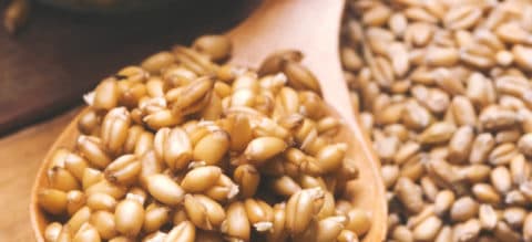 Wheat Germ Benefits, Nutrition, Recipes and Side Effects - Dr. Axe