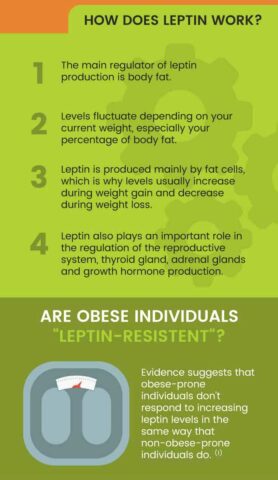 What Is Leptin? How to Increase It and Fight Resistance - Dr. Axe