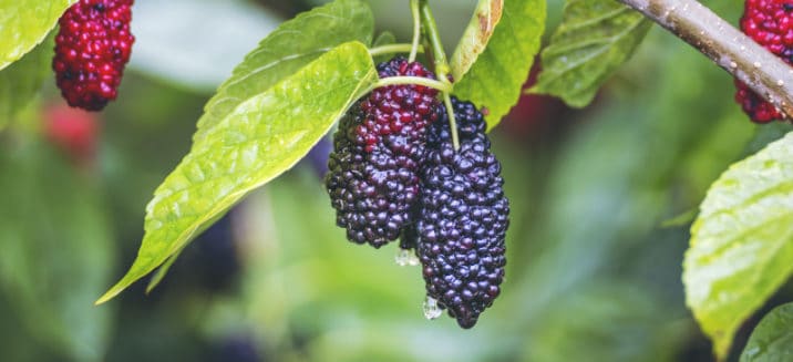 Mulberry Fruit Benefits, Nutrition, Recipes and Side Effects - Dr. Axe