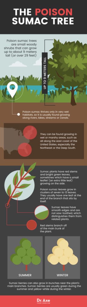 Poison Sumac Symptoms + 5 Natural Treatments - Dr. Axe