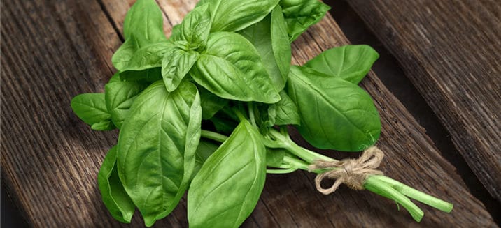 Basil Benefits, Uses, Recipes, Nutrition and Side Effects - Dr. Axe