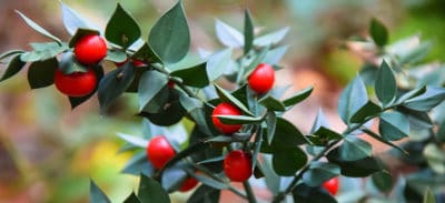 Butcher's Broom: Pros & Cons of This Natural Remedy - Dr. Axe