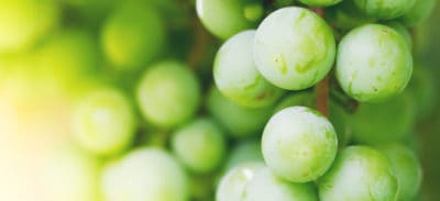 What Are Cotton Candy Grapes? Benefits, Nutrition, Uses, More - Dr. Axe