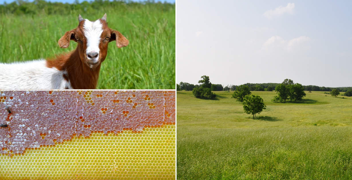 Heal the Planet Farm: Jordan Rubin's Plan to Reshape the Food System