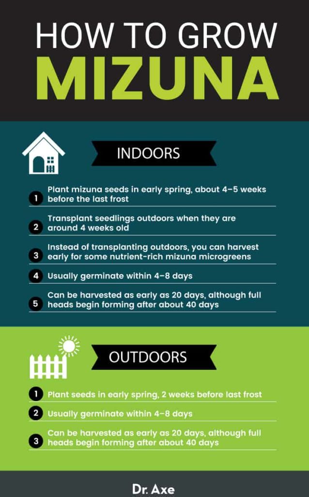 Mizuna Benefits, Nutrition, Uses, Recipes, How to Grow - Dr. Axe