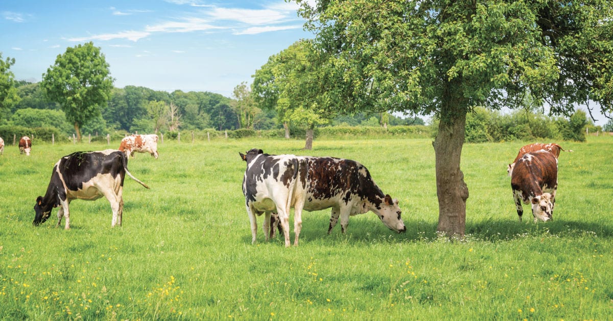Regenerative Agriculture Principles, How It Differs from Organic - Dr. Axe