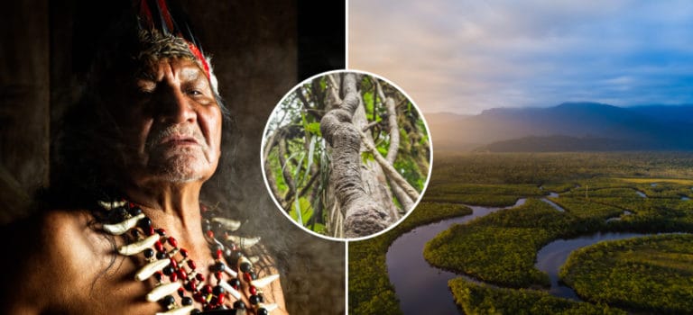 Ayahuasca: What It Is + Understanding the Dangers - Dr. Axe