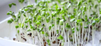 Broccoli Sprouts: One of Nature's Top Cancer-Fighting Foods - Dr. Axe