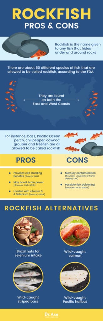 Rockfish: Good or Bad for Your Health + Rockfish Alternatives - Dr. Axe