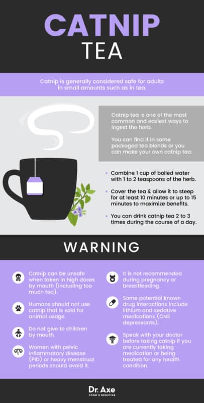 Catnip: Why Your Cat Loves It (+ 4 Human Uses!) - Dr. Axe