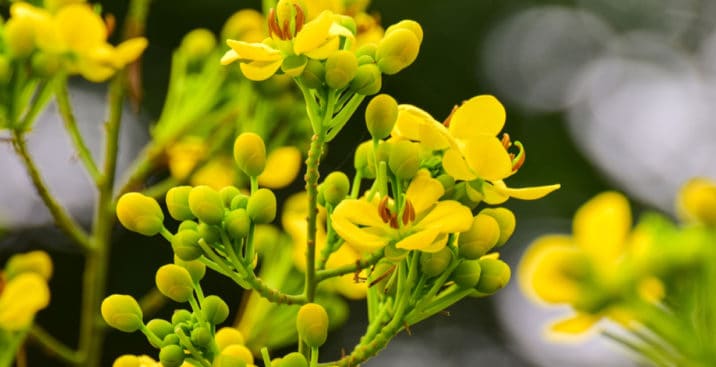 Cassia Oil Benefits, Uses, History, Risks, Side Effects, Interactions ...