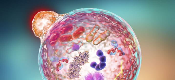 Autophagy: What it is, benefits, fasting and how to induce - Dr. Axe