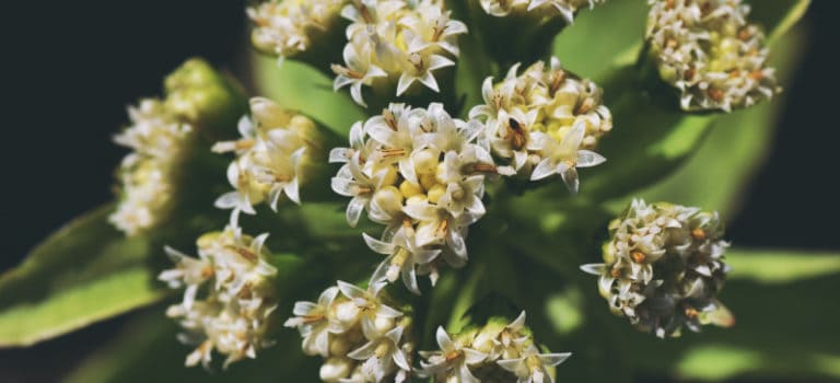 Butterbur: The Herb that Relieves Allergies, Migraines & More - Dr. Axe