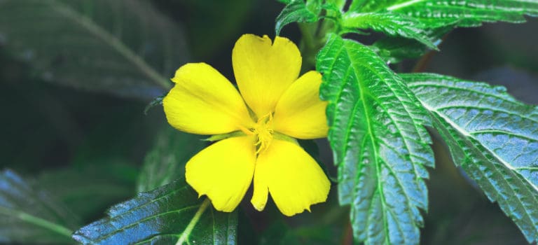 Damiana Benefits, Uses, Recipes and Side Effects - Dr. Axe