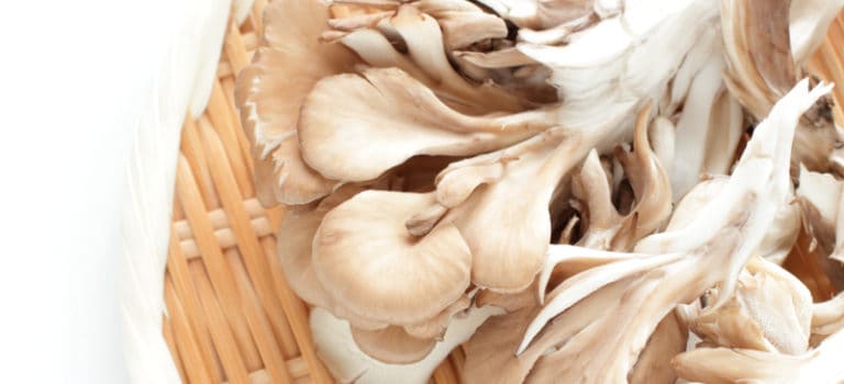 Maitake Mushroom Benefits, Nutrition, Recipes and More - Dr. Axe