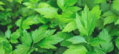 Mugwort Benefits, Risks and Side Effects - Dr. Axe