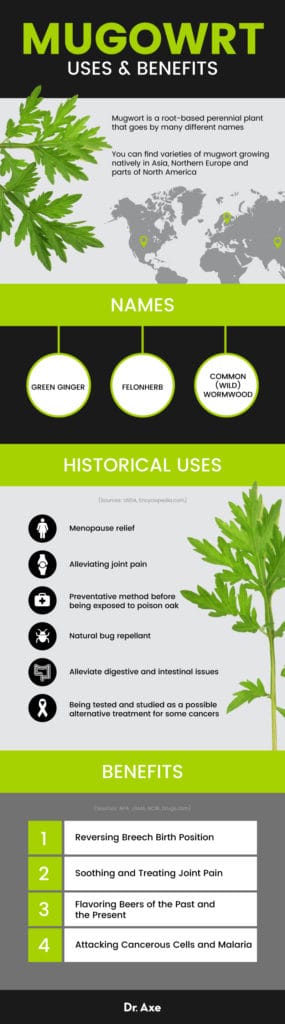 Mugwort Benefits, Uses, Dosage, Risks and Side Effects - Dr. Axe
