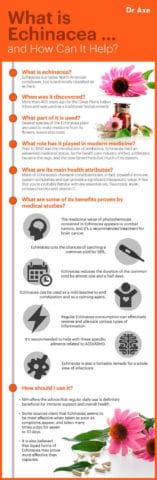 Echinacea Benefits, Uses, Dosage, Side Effects and More - Dr. Axe