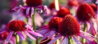 Echinacea Benefits and Uses from Colds to Cancer - Dr. Axe