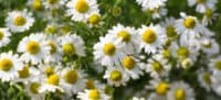 Chamomile Health Benefits, Uses and Side Effects - Dr. Axe