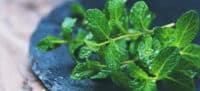 Mint Leaves Benefits, Nutrition, Uses and Recipes - Dr. Axe