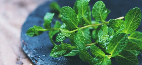 Mint Leaves Benefits, Nutrition, Uses and Recipes - Dr. Axe