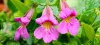 Rehmannia Root Benefits, Uses, Side Effects and More - Dr. Axe