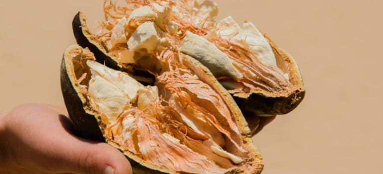 Baobab Benefits, Nutrition, Uses, Recipes and Side Effects - Dr. Axe