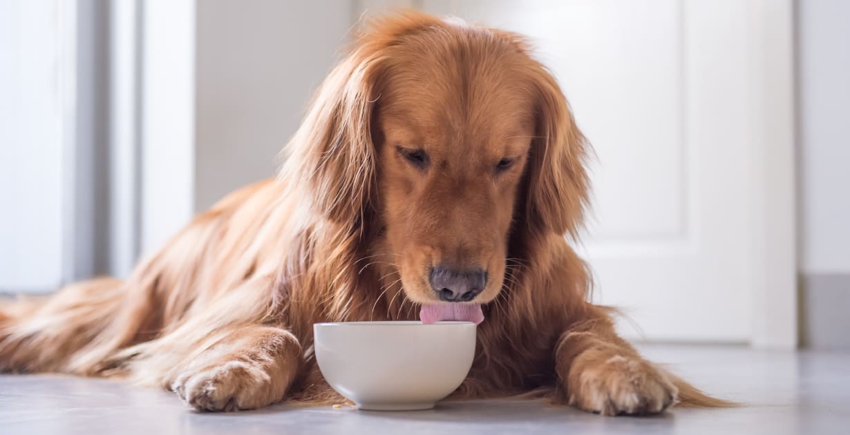 Lamb Broth For Dogs Online Factory Save 67 Jlcatj gob mx Lamb Broth For Dogs Online Factory Save 67 Jlcatj gob mx