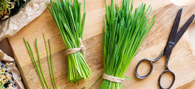Wheatgrass Benefits, Nutrition and How to Use - Dr. Axe