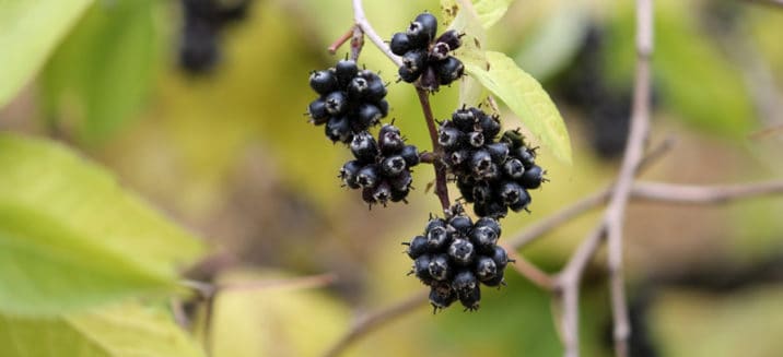 Eleuthero (Siberian Ginseng) Benefits, Dosage and Side Effects - Dr. Axe