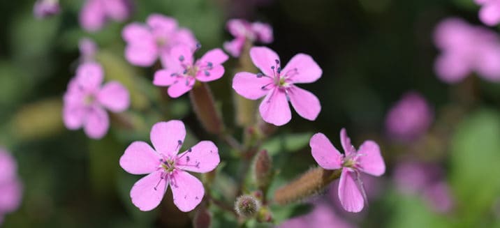 Soapwort Benefits, Uses, Supplements and How to Grow It - Dr. Axe
