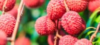 Lychee Nutrition, Benefits vs. Risks of Eating - Dr. Axe