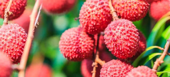 Lychee Nutrition, Benefits vs. Risks of Eating - Dr. Axe