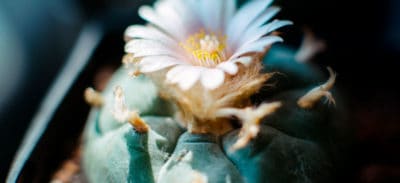 Peyote Effects, Uses, Risks, Potential Benefits and More - Dr. Axe