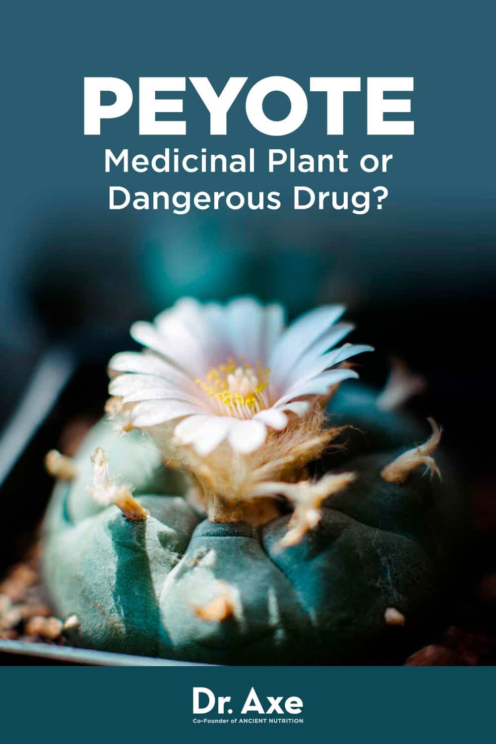 Peyote Effects, Uses, Risks, Potential Benefits and More - Dr. Axe