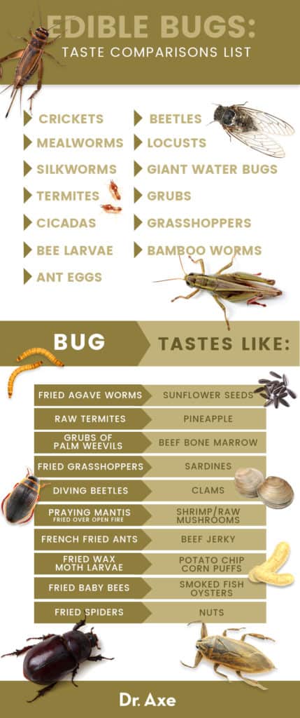 Edible Bugs: Which Ones to Eat (and Always Avoid!) - Dr. Axe