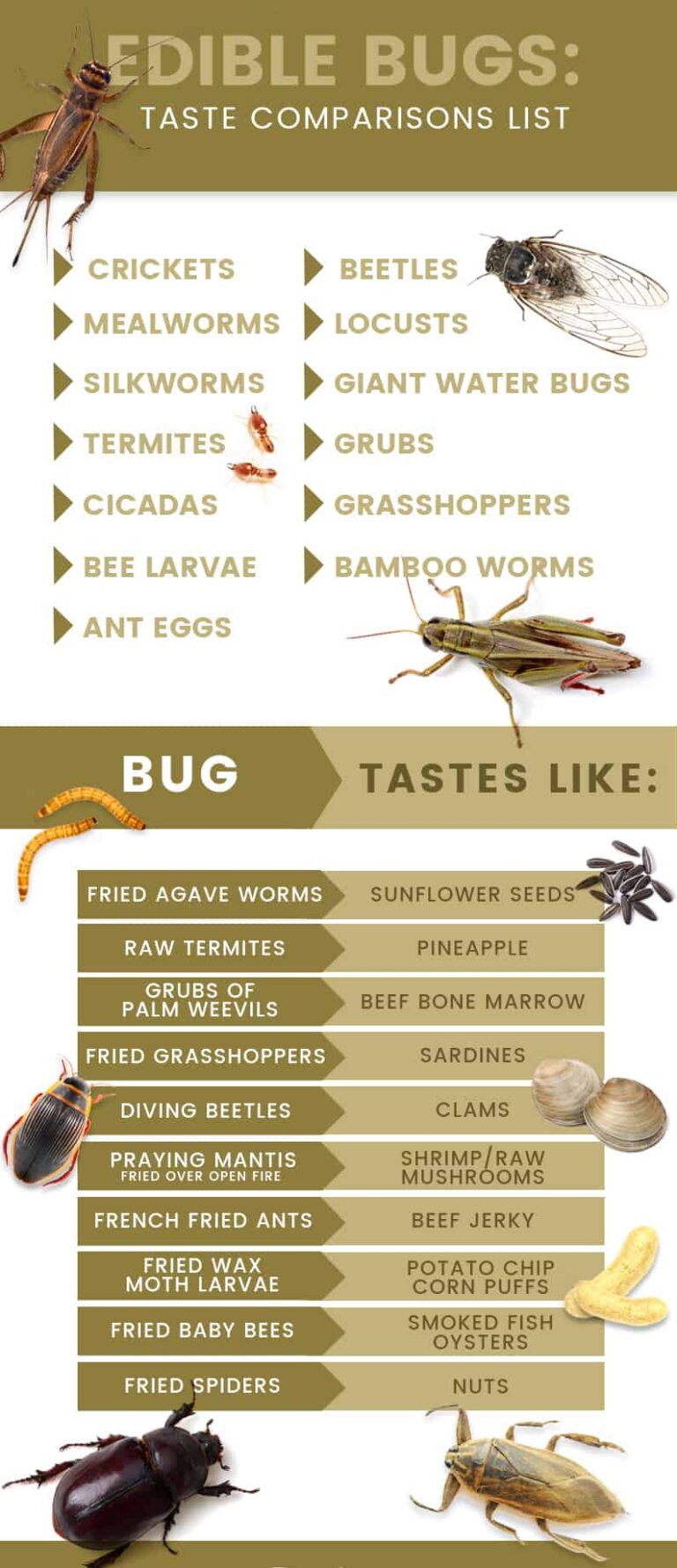 Edible Bugs: Which Ones to Eat (and Always Avoid!) - Dr. Axe