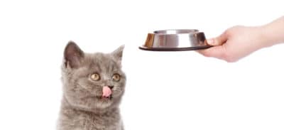 Best Digestive Enzymes for Cats & Their Benefits - Dr. Axe