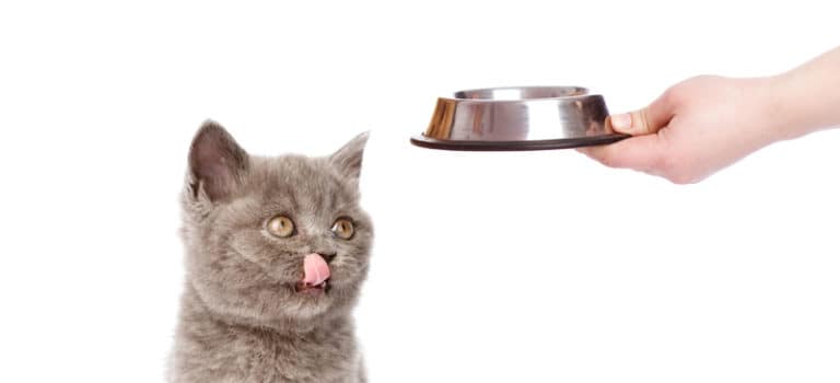 Best Digestive Enzymes for Cats & Their Benefits - Dr. Axe