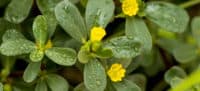 Purslane Nutrition Fact, Health Benefits, Side Effects and More - Dr. Axe