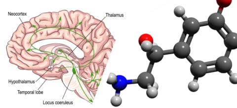 Norepinephrine Function, Deficiency and How to Increase - Dr. Axe