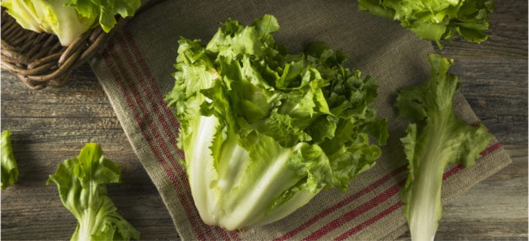 What Is Escarole Lettuce? Benefits, Nutrition and Recipes - Dr. Axe