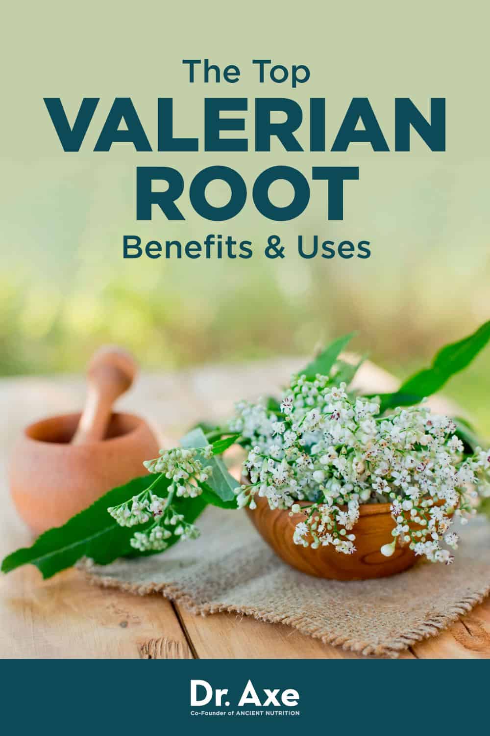 Valerian Root Benefits, Uses, Dosage and Side Effects - Dr. Axe
