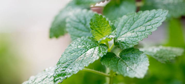 Lemon Balm Uses, Benefits, Side Effects and More - Dr. Axe