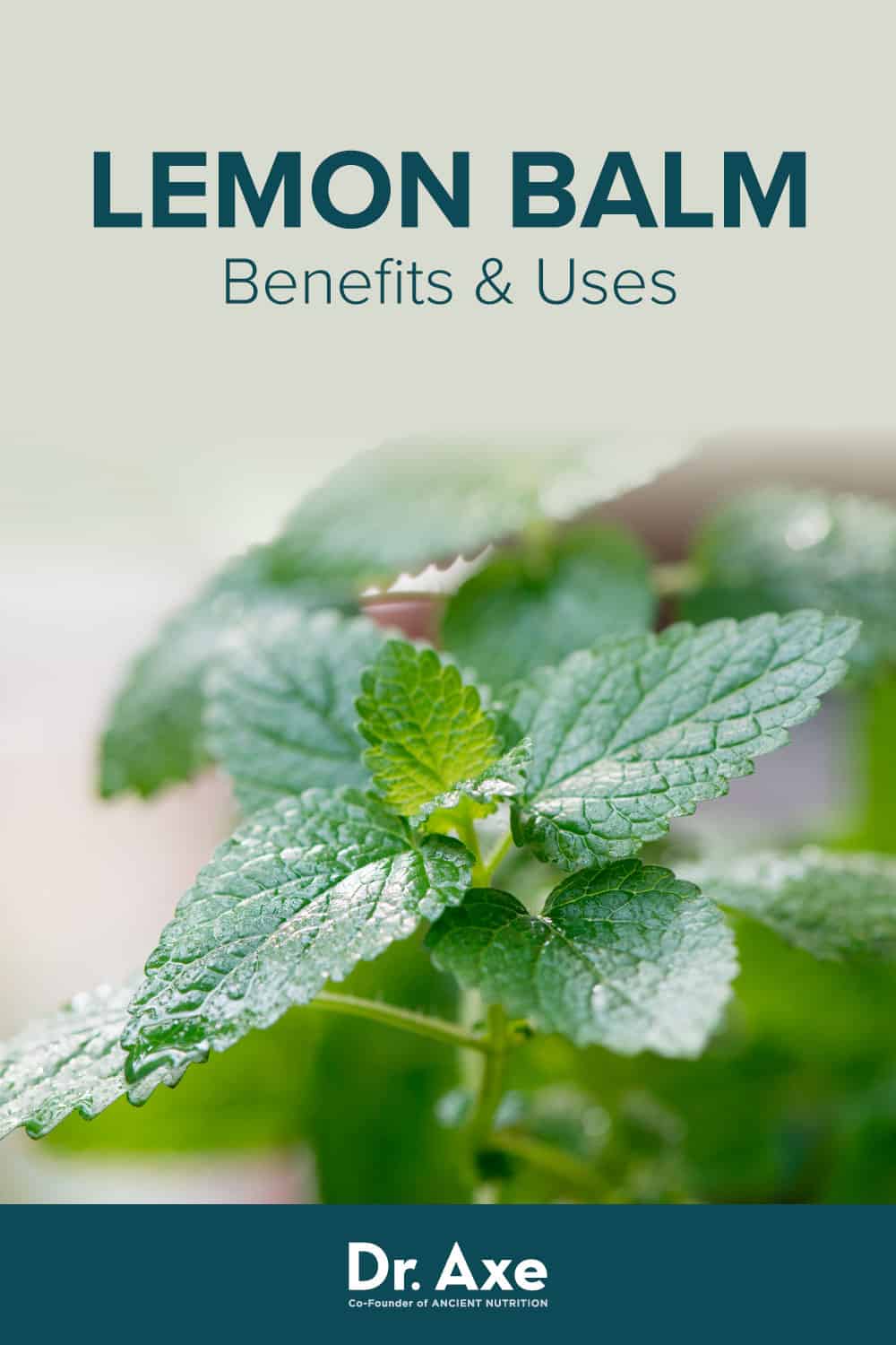 Lemon Balm Uses, Benefits, Side Effects and More - Dr. Axe