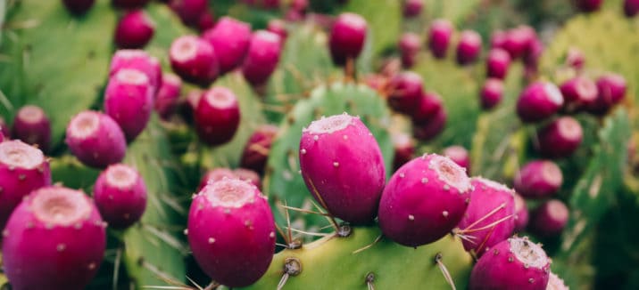 What Is Prickly Pear? Nutrition Facts and Benefits - Dr. Axe