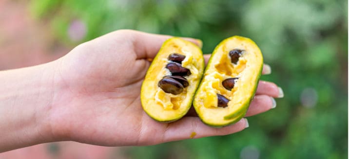 What Is Pawpaw Fruit? Benefits, Nutrition, Recipes and More - Dr. Axe